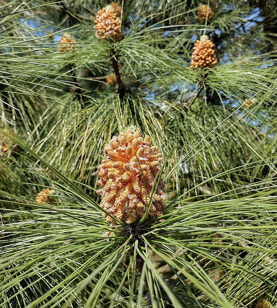 Sazenice borovice Kanárská - Pinus canariensis | Neo seeds